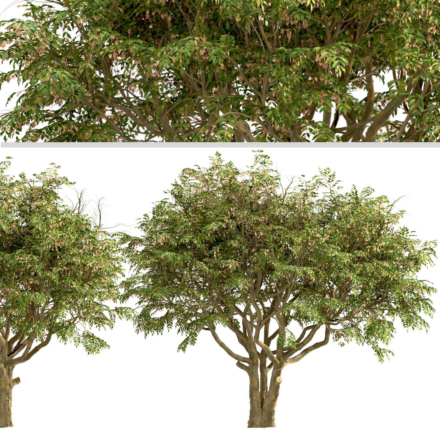 ArtStation - Set of Fraxinus Griffithii Trees (Griffiths ash) (2 Trees ...
