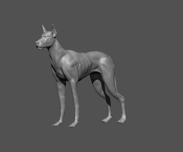 ArtStation - Doberman Dog Base Mesh | Resources