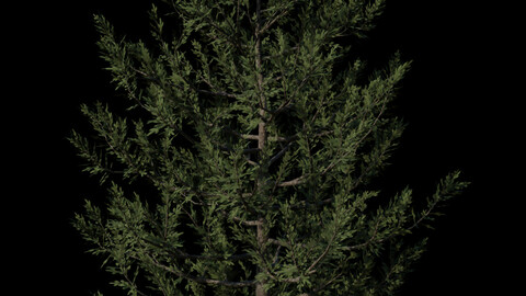 ArtStation - Spruce Tree Animated and Rigged 3D model | Resources