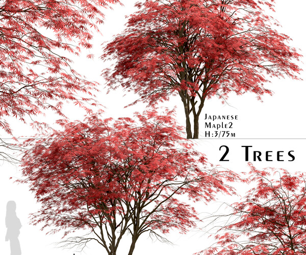 ArtStation - Set of Japanese Maple Trees (Acer Palmatum) (2 Trees) | Resources
