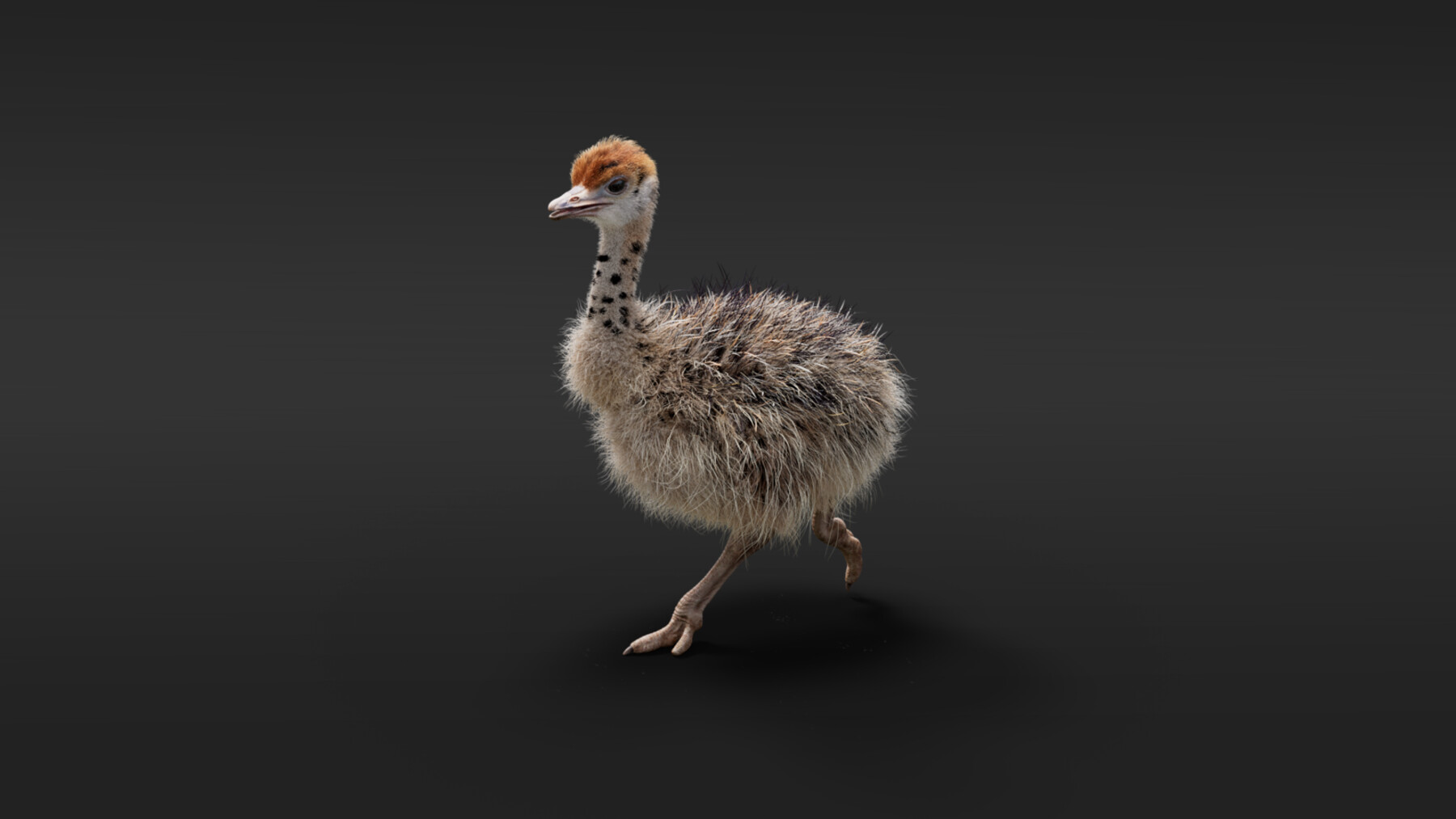 ArtStation - 3D Animal | Young Ostrich Animated | Resources