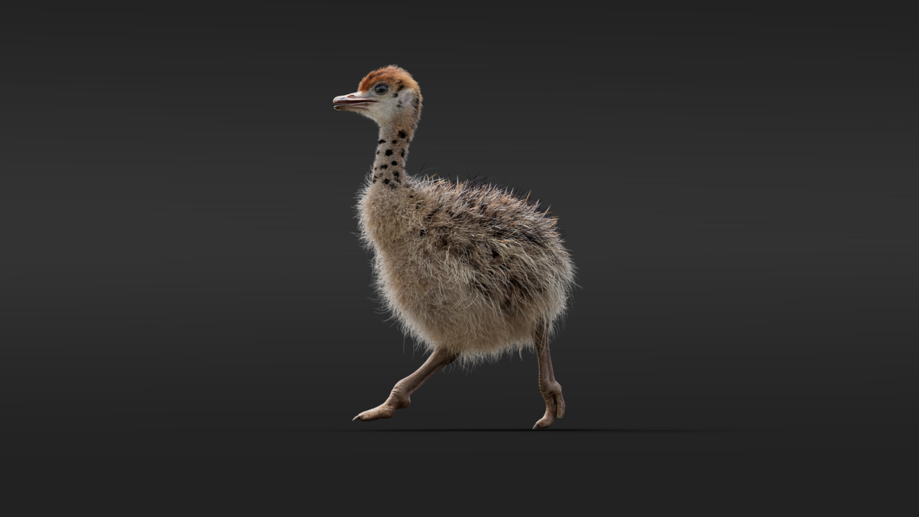 ArtStation - 3D Animal | Young Ostrich Animated | Resources