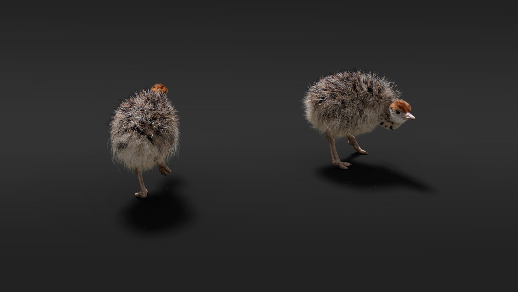 ArtStation - 3D Animal | Young Ostrich Animated | Resources