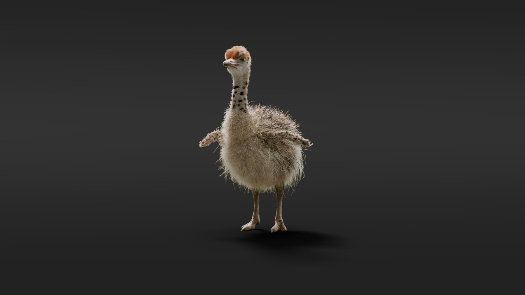 ArtStation - 3D Animal | Young Ostrich Animated | Resources