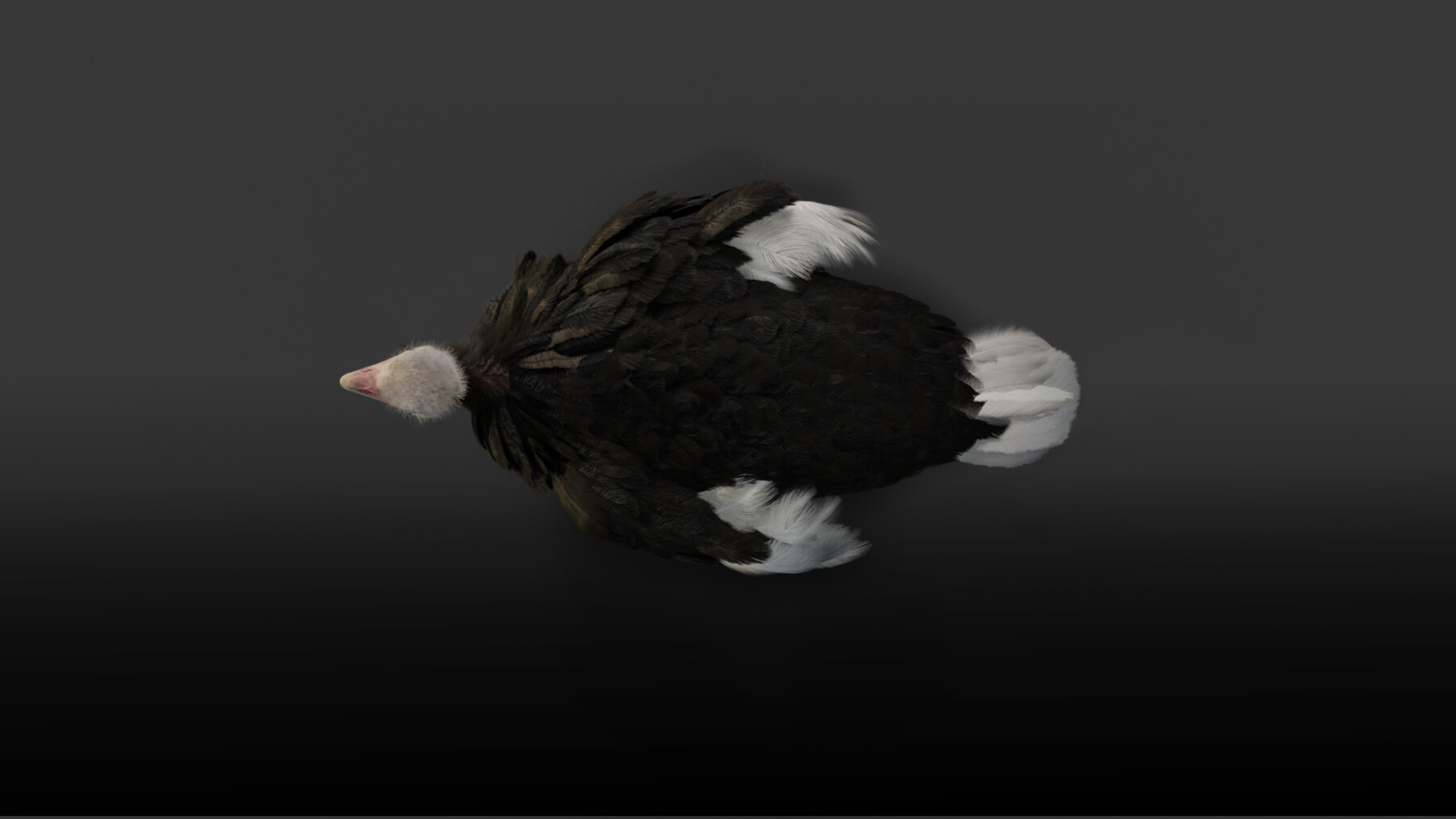 ArtStation - 3D Animal | Ostrich Animated | Resources