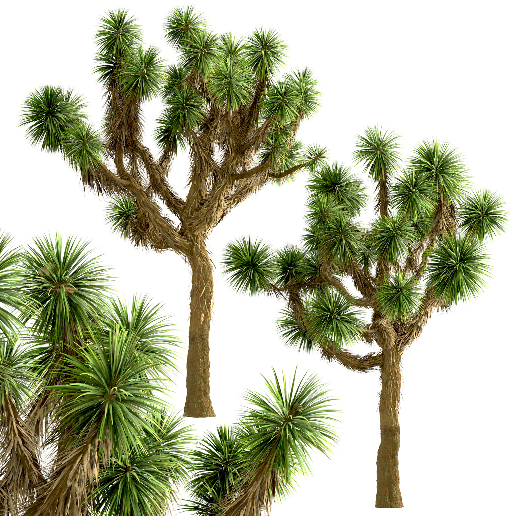 ArtStation - Set of Joshua Trees (Yucca brevifolia) (3 Trees) | Resources