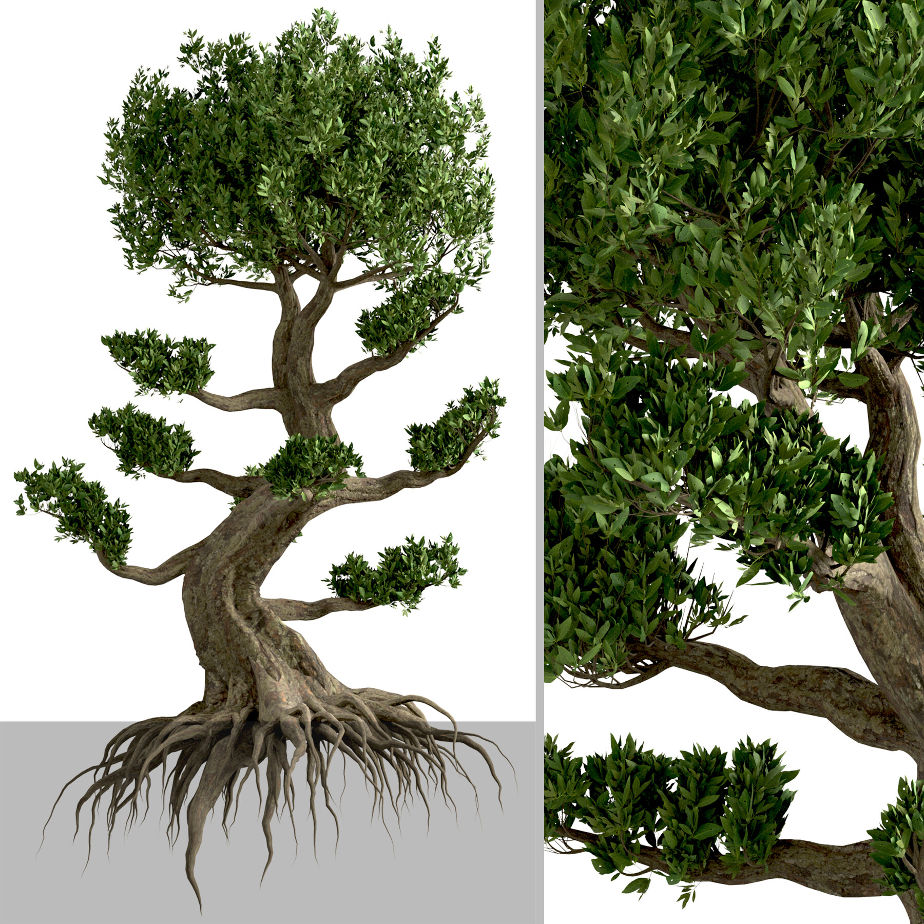ArtStation - Set of Bonsai Trees (2 Trees) | Resources