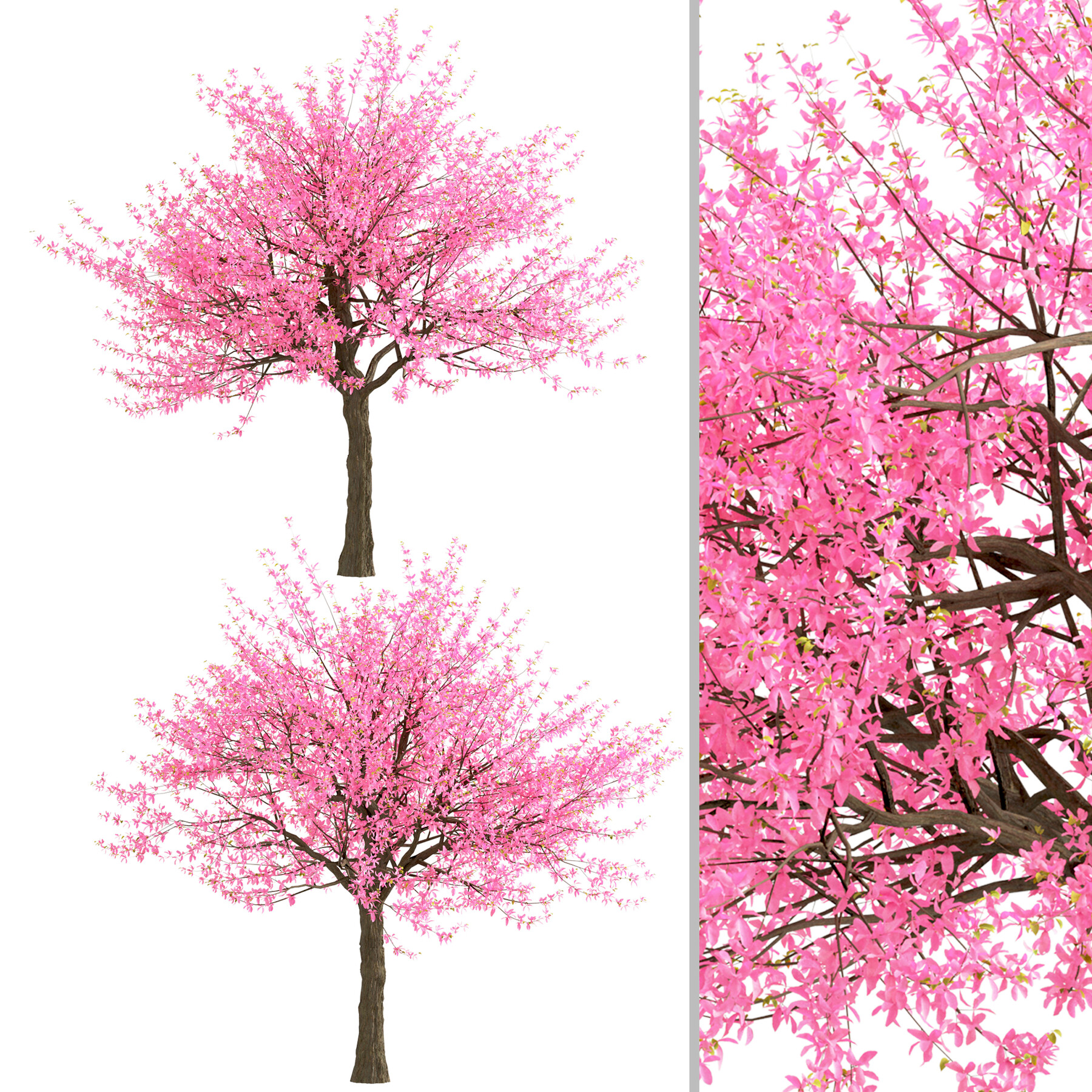 ArtStation - Set of Eastern redbud Trees (Cercis canadensis) (3 Trees ...
