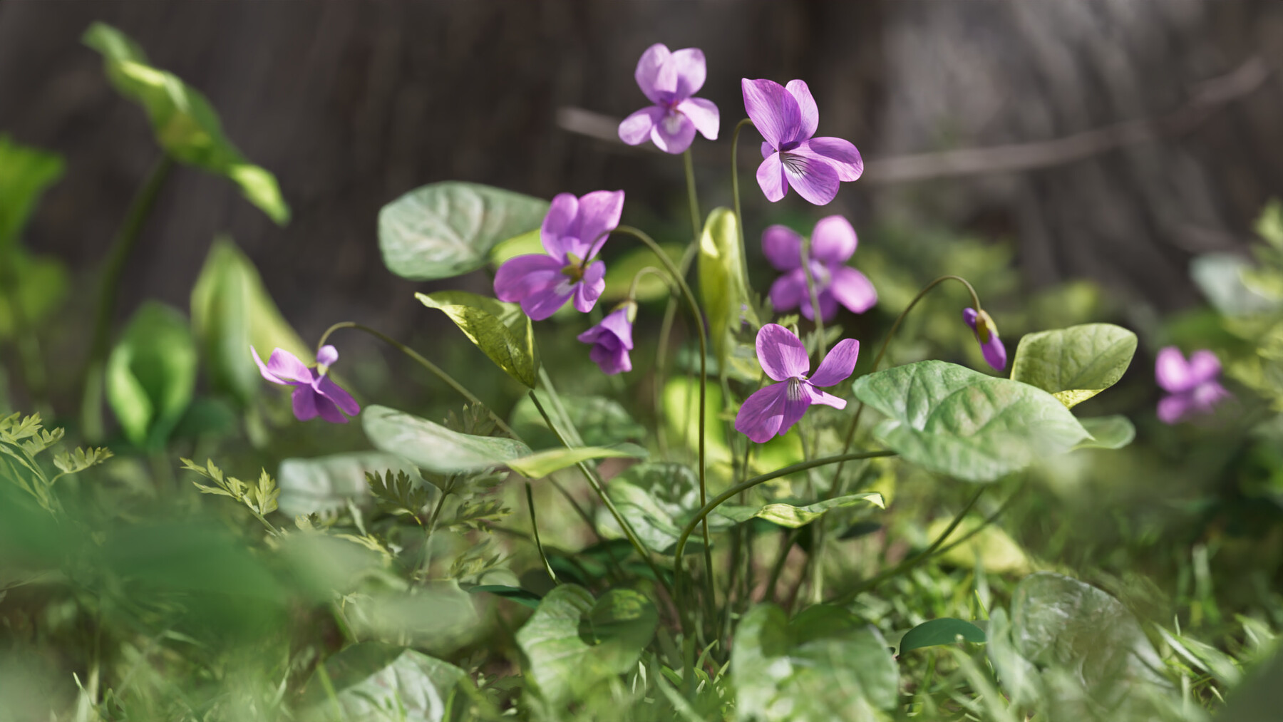 ArtStation - 3D Flower | Sweet Violet | Resources