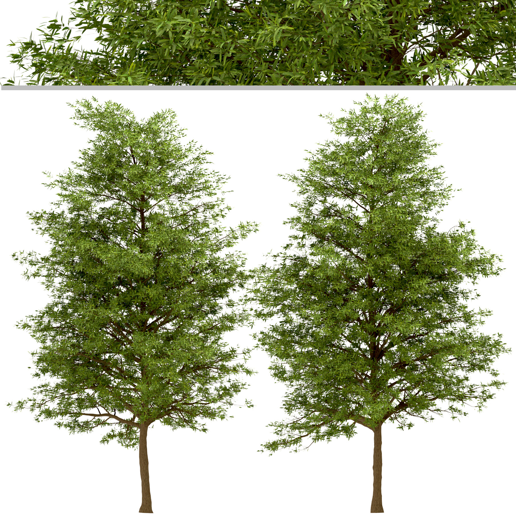 ArtStation - Set of Willow Oak Trees (Quercus phellos) (2 Trees ...