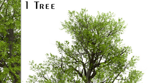 ArtStation - Blue Ash Tree (Fraxinus quadrangulata) (1 Tree) | Resources