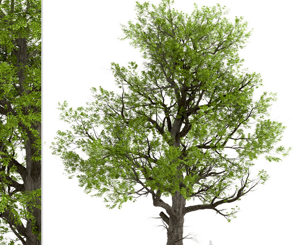 ArtStation - Blue Ash Tree (Fraxinus quadrangulata) (1 Tree) | Resources