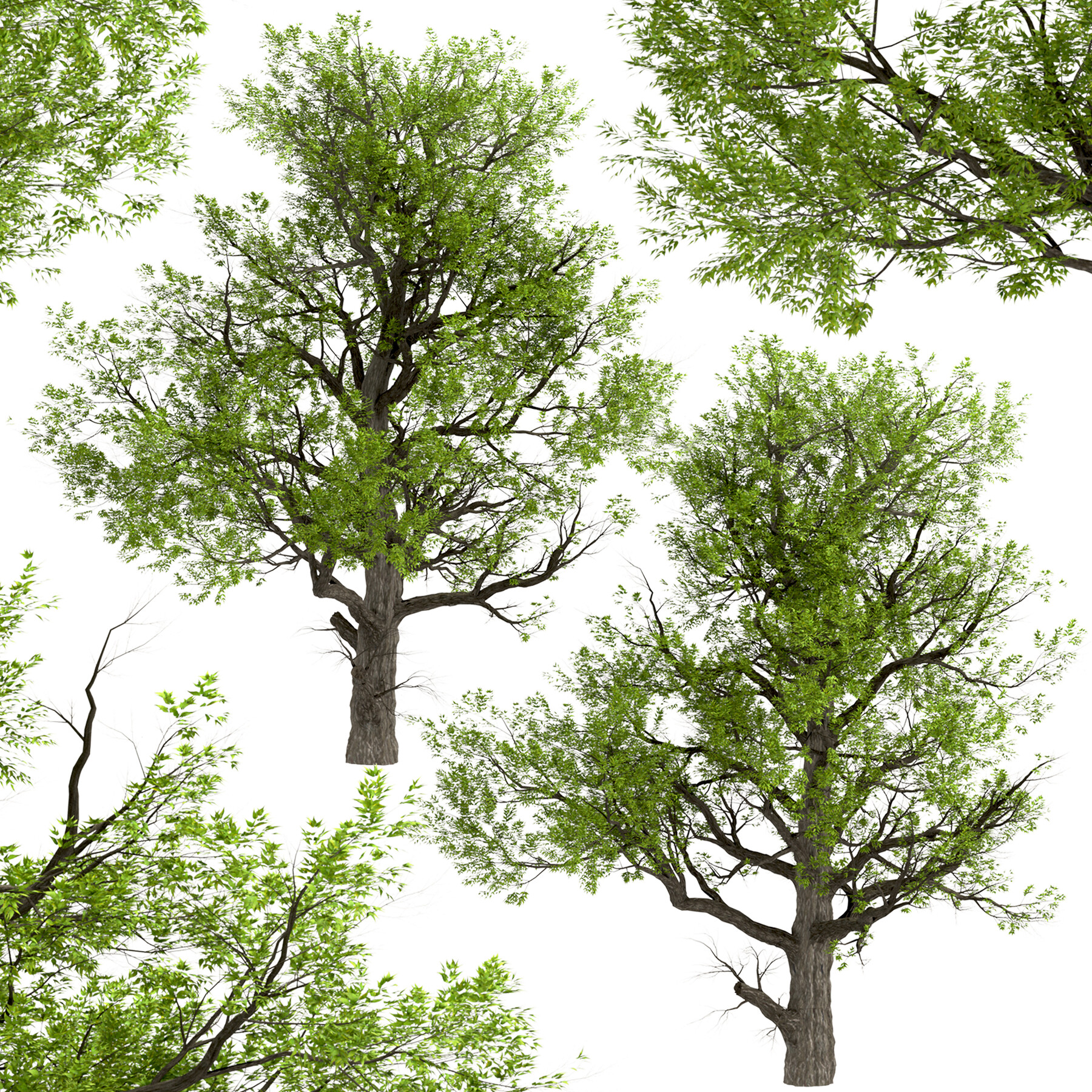 ArtStation - Blue Ash Tree (Fraxinus quadrangulata) (1 Tree) | Resources