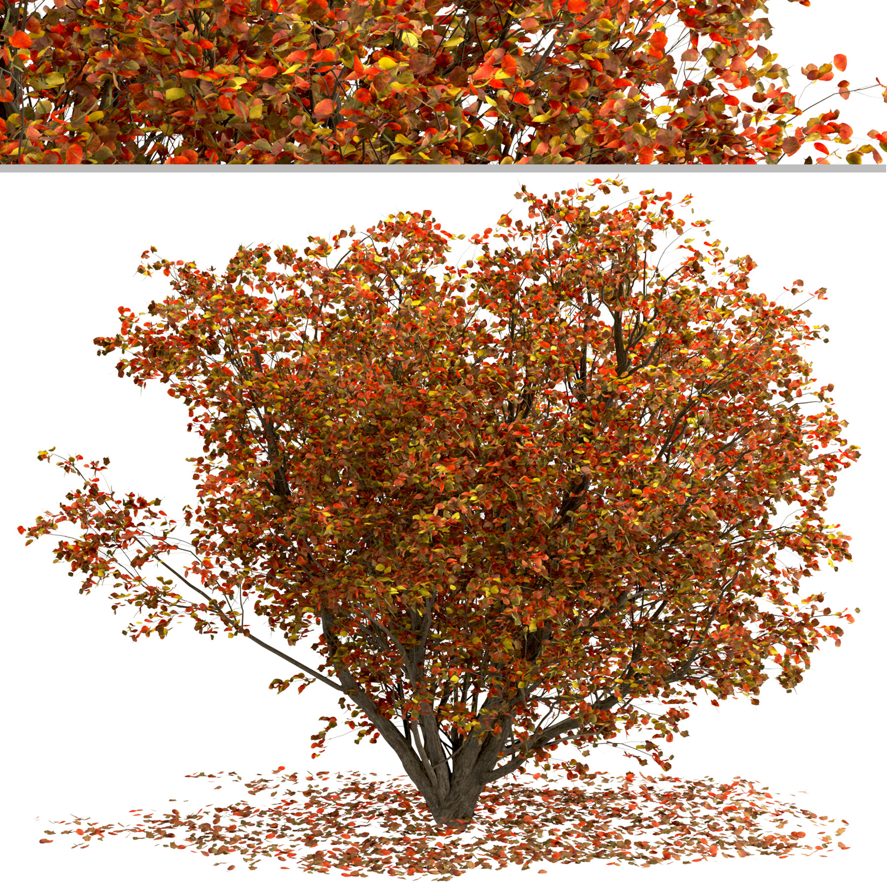 ArtStation - Set of Chinese tallow Trees (Triadica sebifera) (2 Trees ...