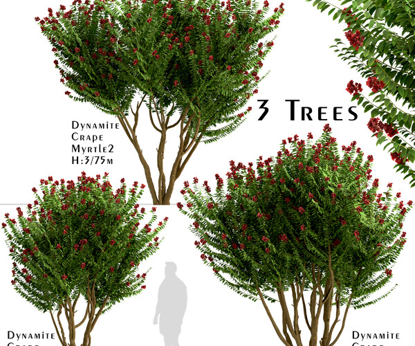 ArtStation - Set of Dynamite Crepe Myrtle Trees (Lagerstroemia) (3 ...