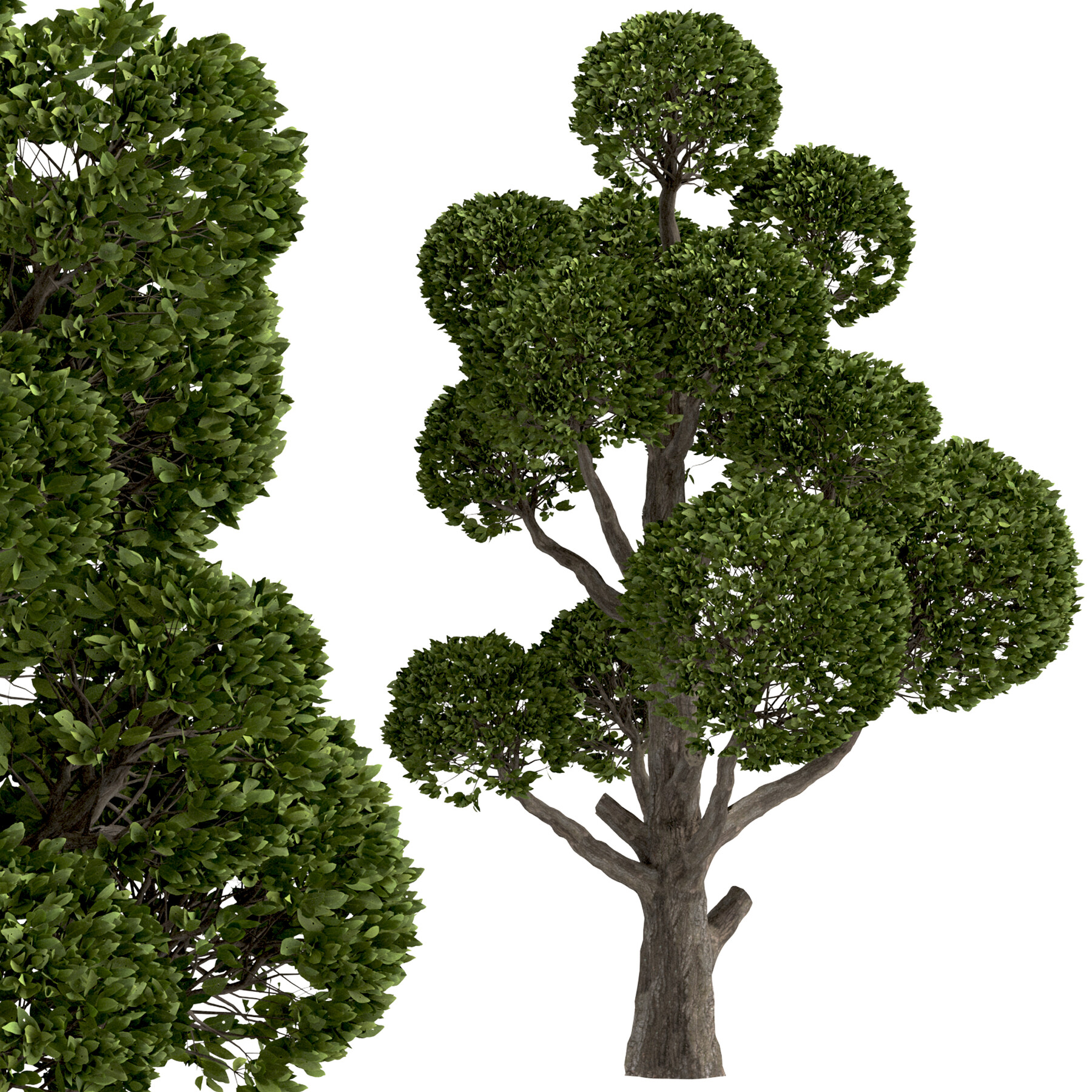 ArtStation - Set of Round Shaped Bonsai Trees (2 Trees) | Resources