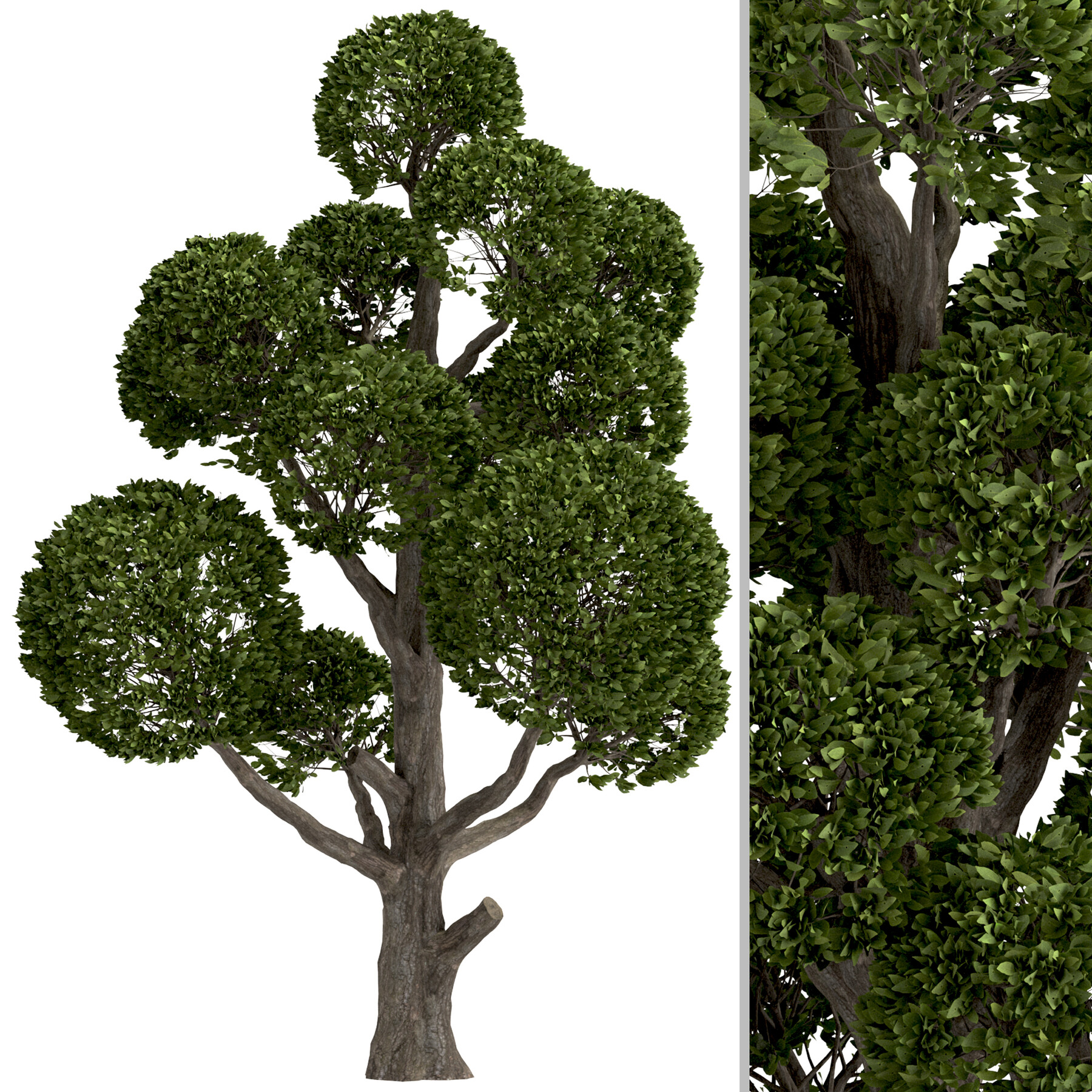 ArtStation - Set of Round Shaped Bonsai Trees (2 Trees) | Resources