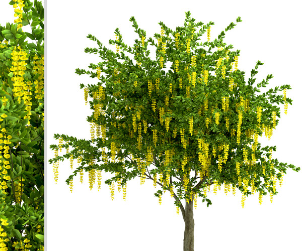 ArtStation - Set of Weeping Golden Chain Trees (Weeping Laburnum) (2 ...