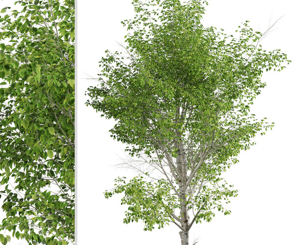 ArtStation - Set of Paper Birch Trees (Betula papyrifera) (2 Trees ...