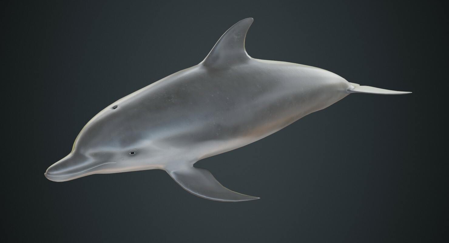 ArtStation - Dolphin 1A | Game Assets