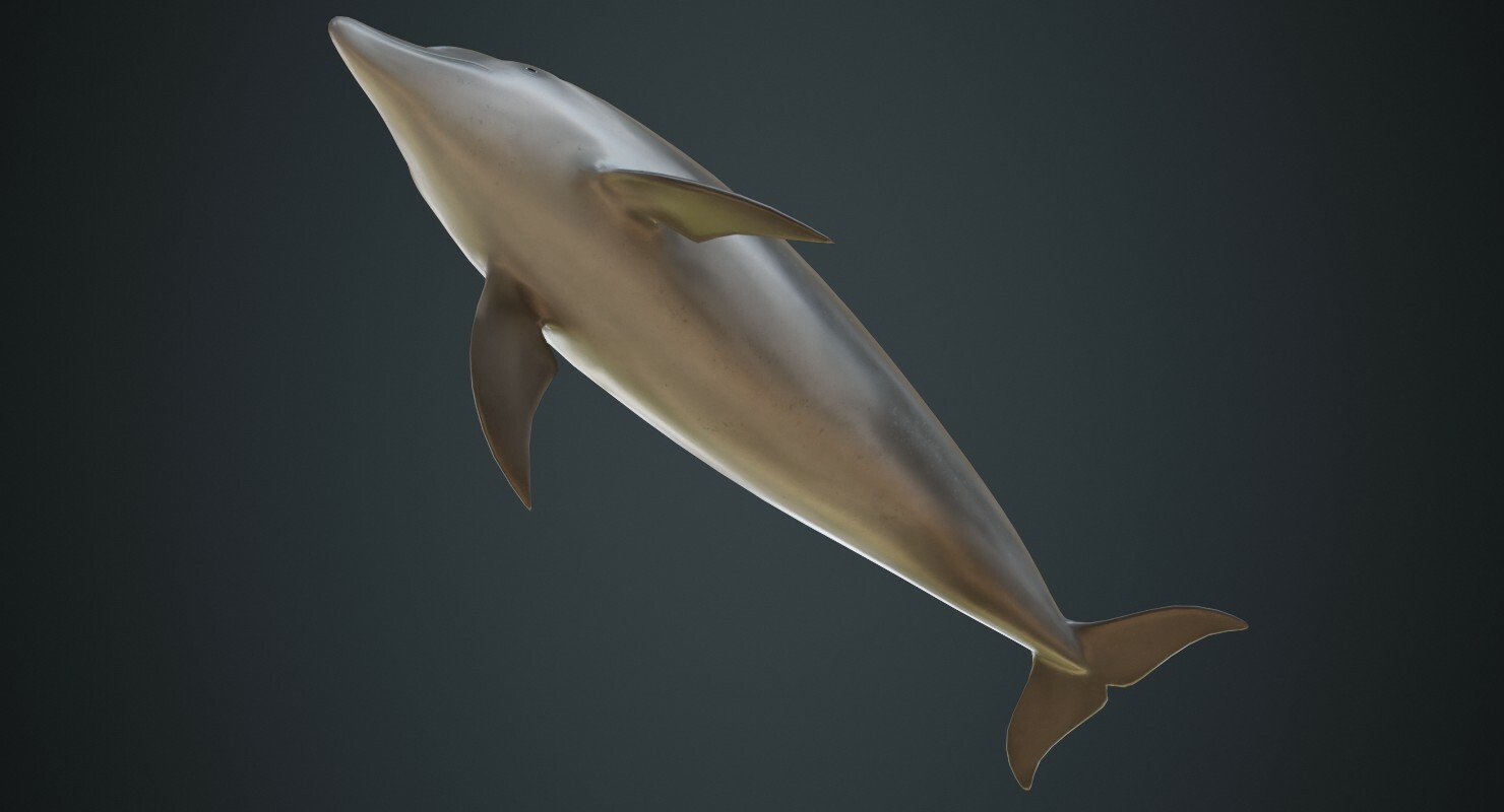 ArtStation - Dolphin 1A | Game Assets