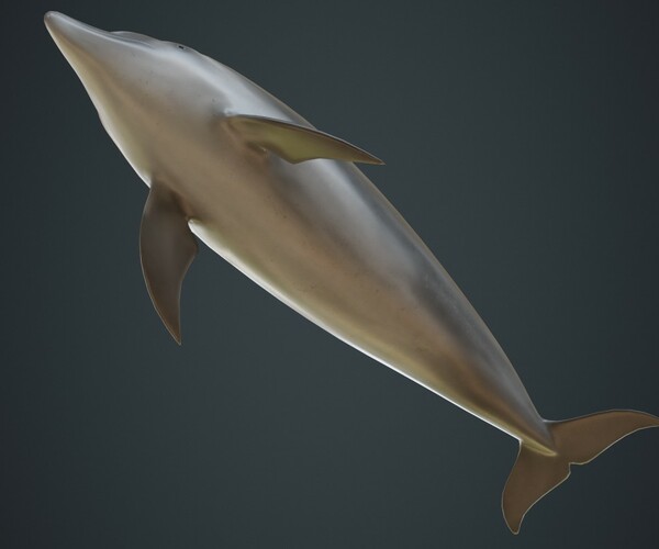 ArtStation - Dolphin 1A | Game Assets