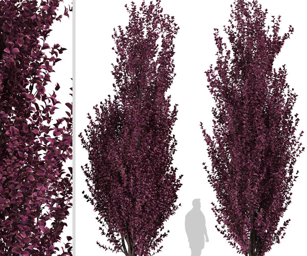 ArtStation - Set of Crimson Pointe Plum Trees (Prunus x Cerasifera) (2 ...