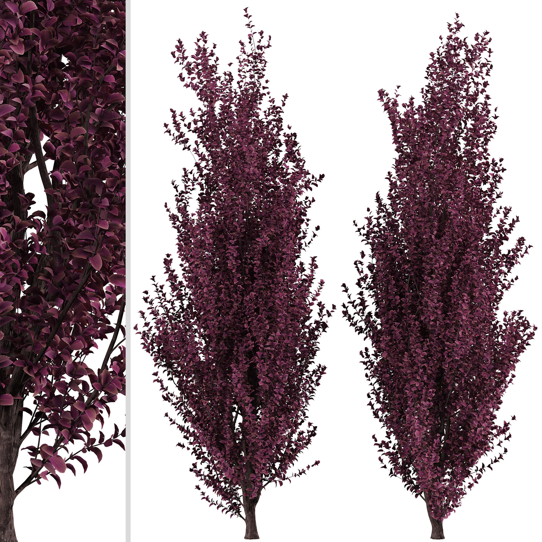 ArtStation - Set of Crimson Pointe Plum Trees (Prunus x Cerasifera) (2 ...
