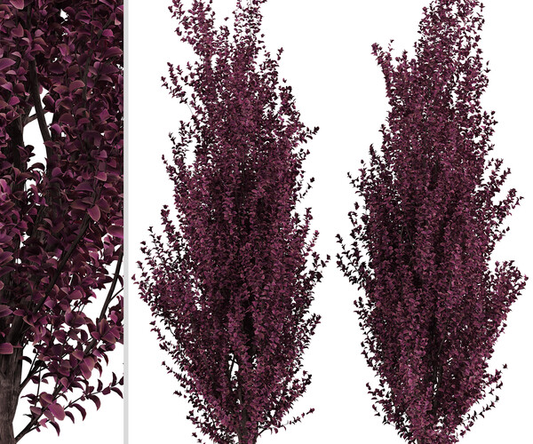 ArtStation - Set of Crimson Pointe Plum Trees (Prunus x Cerasifera) (2 ...