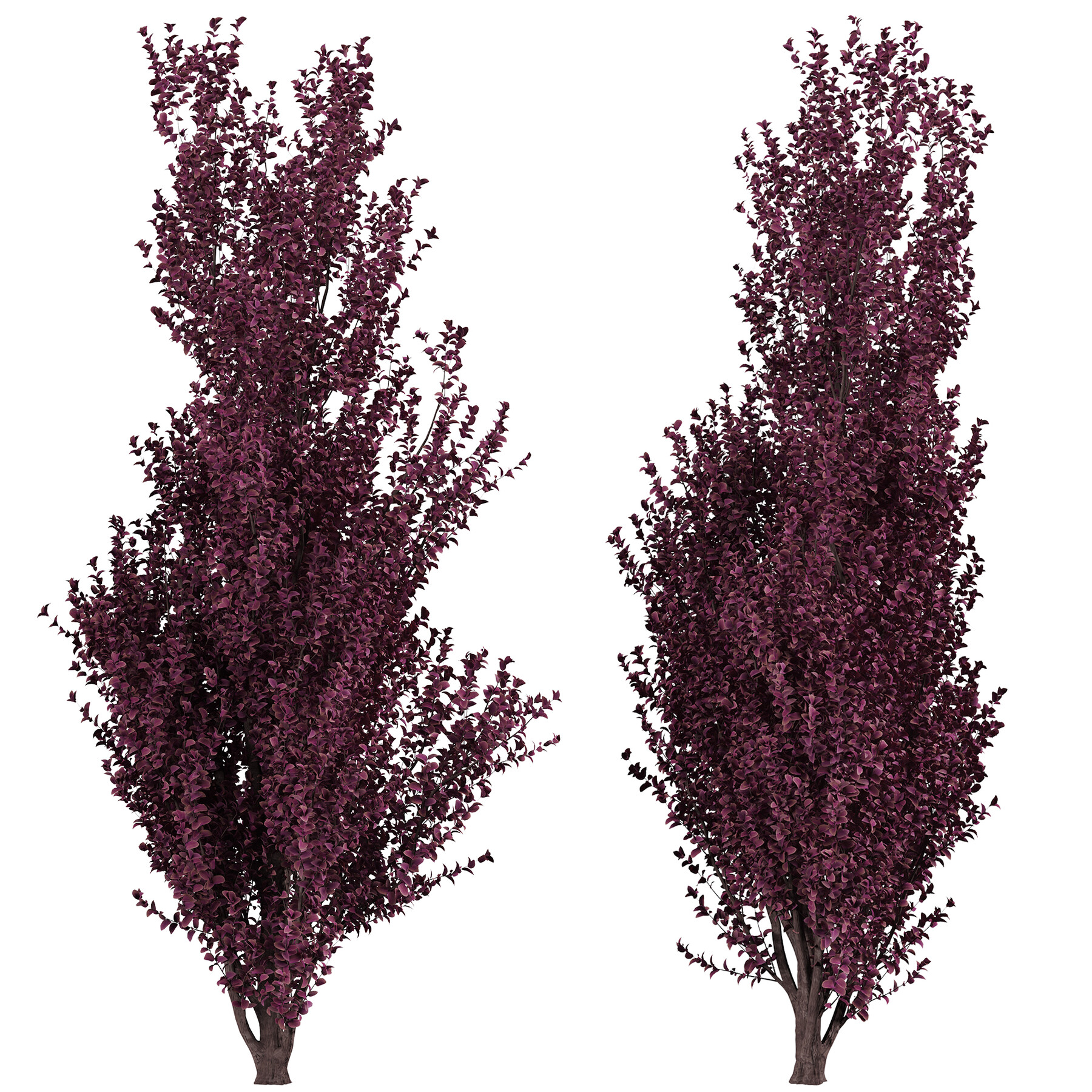 ArtStation - Set of Crimson Pointe Plum Trees (Prunus x Cerasifera) (2 ...