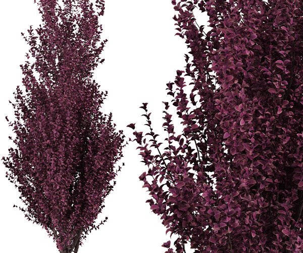 ArtStation - Set of Crimson Pointe Plum Trees (Prunus x Cerasifera) (2 ...