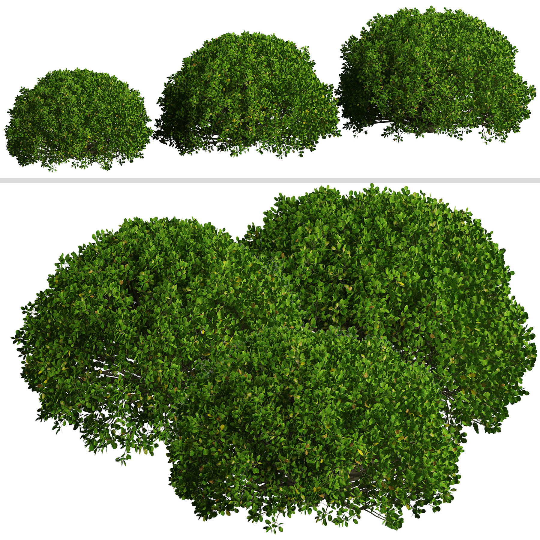 ArtStation - Set of Boxood Shrubs ( Buxus ) (3 Shrubs) | Resources