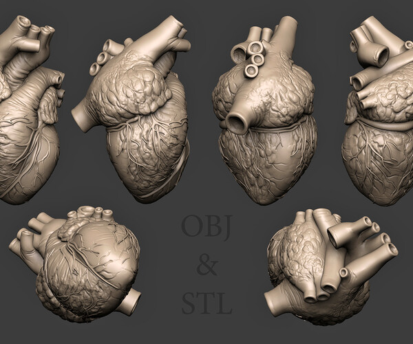 3d Printed Human Heart