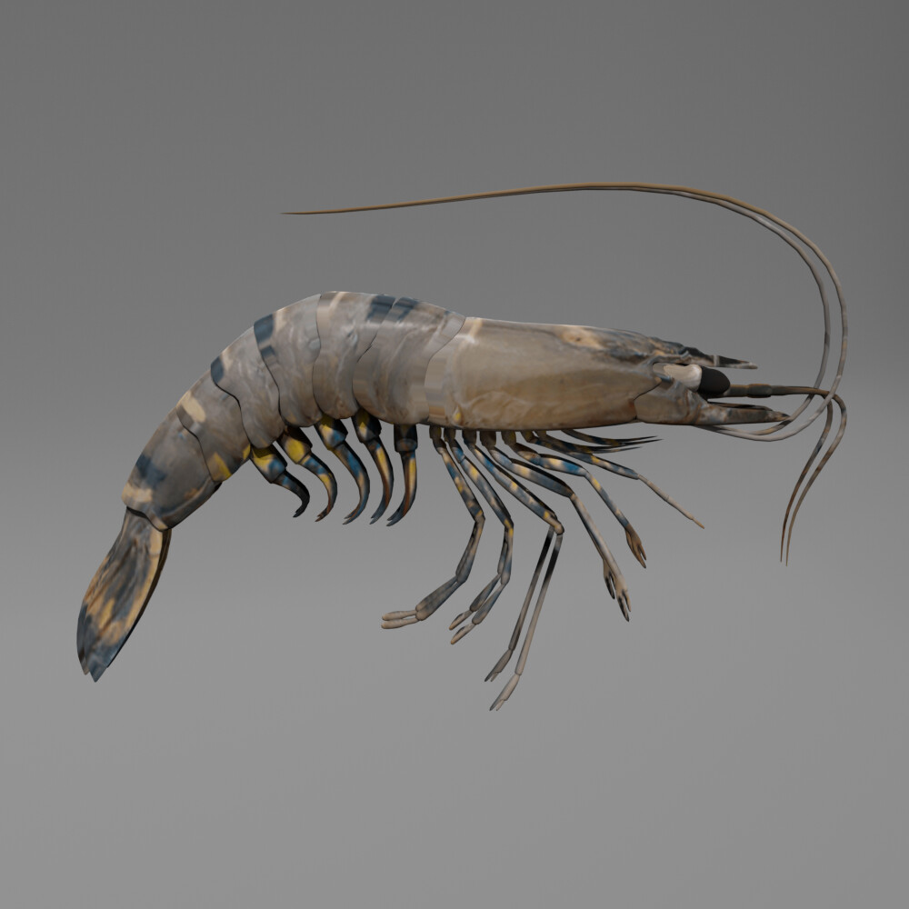 ArtStation - 3D Shrimp | Resources