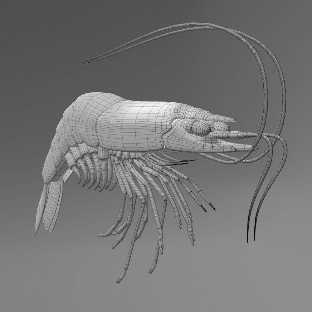 ArtStation - 3D Shrimp | Resources
