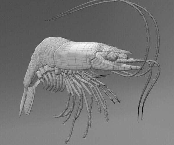 ArtStation - 3D Shrimp | Resources