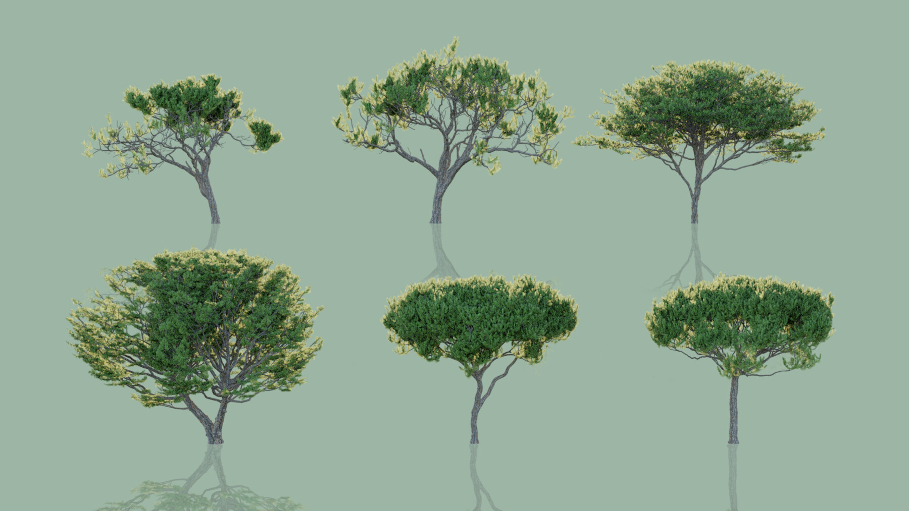 ArtStation - Maritime Pine Trees | Game Assets