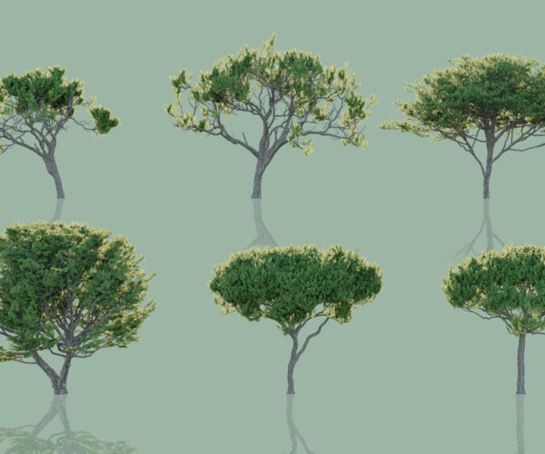 ArtStation - Maritime Pine Trees | Game Assets