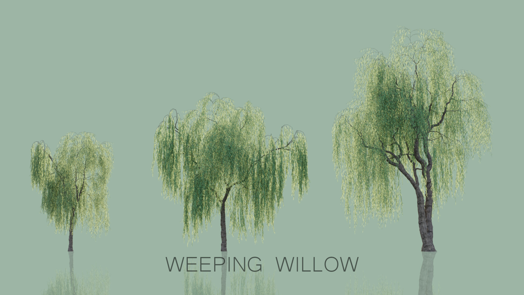 ArtStation - Weeping Willow Trees | Game Assets