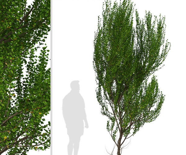 ArtStation - Set of Boxleaf Azara Trees (Azara microphylla) | Resources