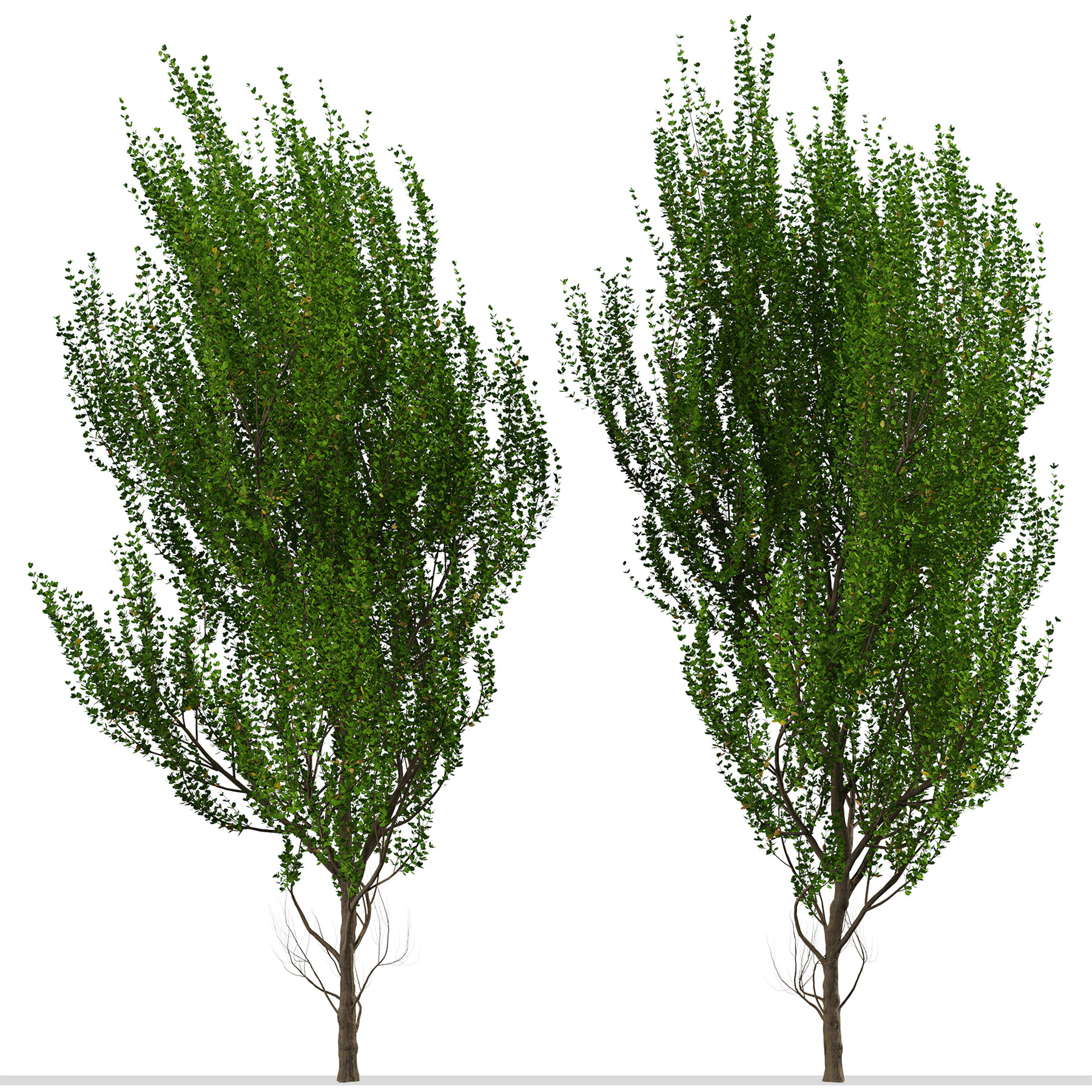 ArtStation - Set of Boxleaf Azara Trees (Azara microphylla) | Resources