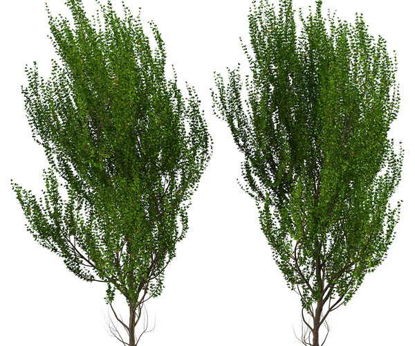ArtStation - Set of Boxleaf Azara Trees (Azara microphylla) | Resources