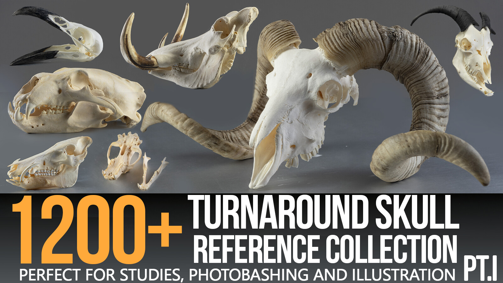 ArtStation - 1200+ Turnaround Skull Collection Reference Pictures ...