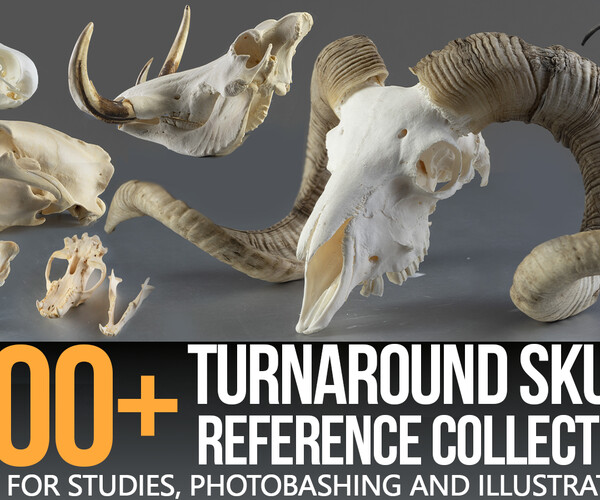 ArtStation - 1200+ Turnaround Skull Collection Reference Pictures ...