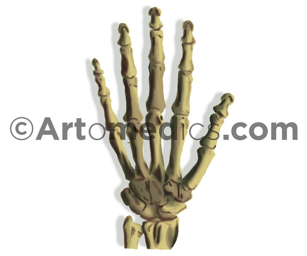 ArtStation - Hand Bones (anterior view) | Artworks