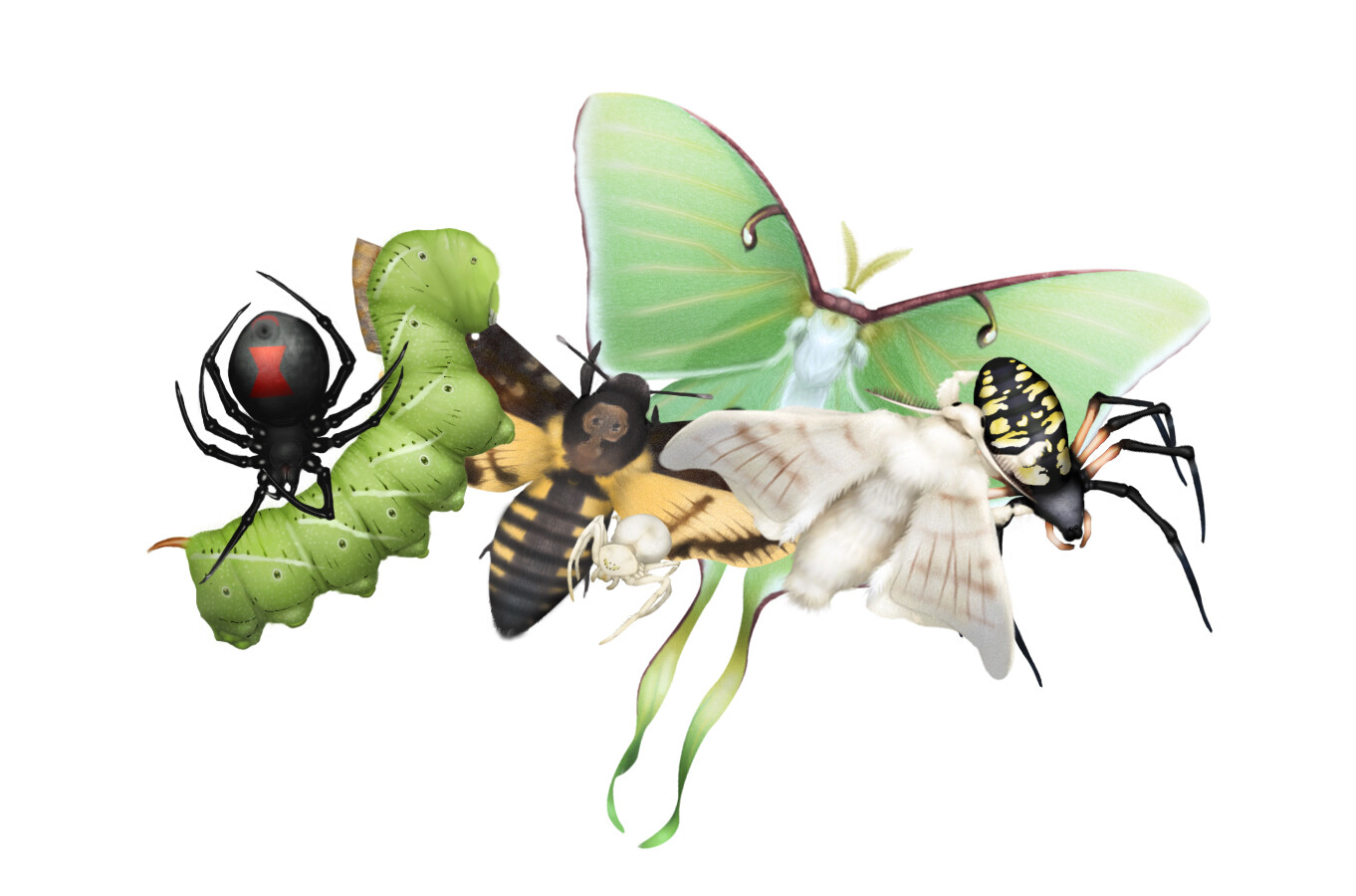 ArtStation - Spiders and Moths (Stock) | Artworks