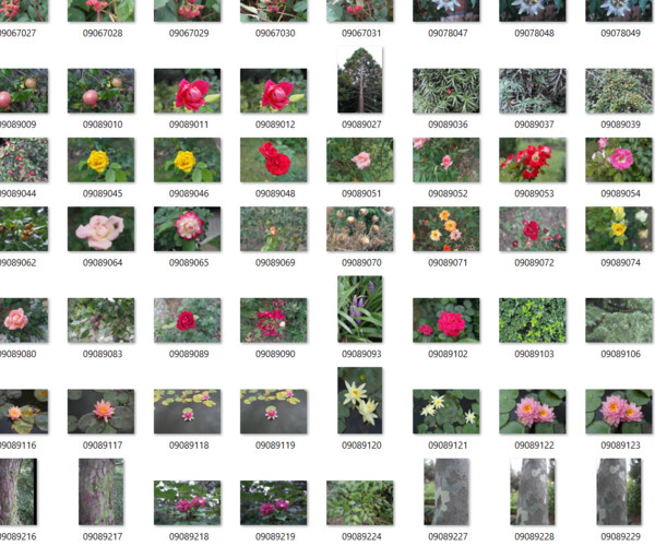 ArtStation - Flowers and Flora 385+ Photo Reference Pictures | Resources