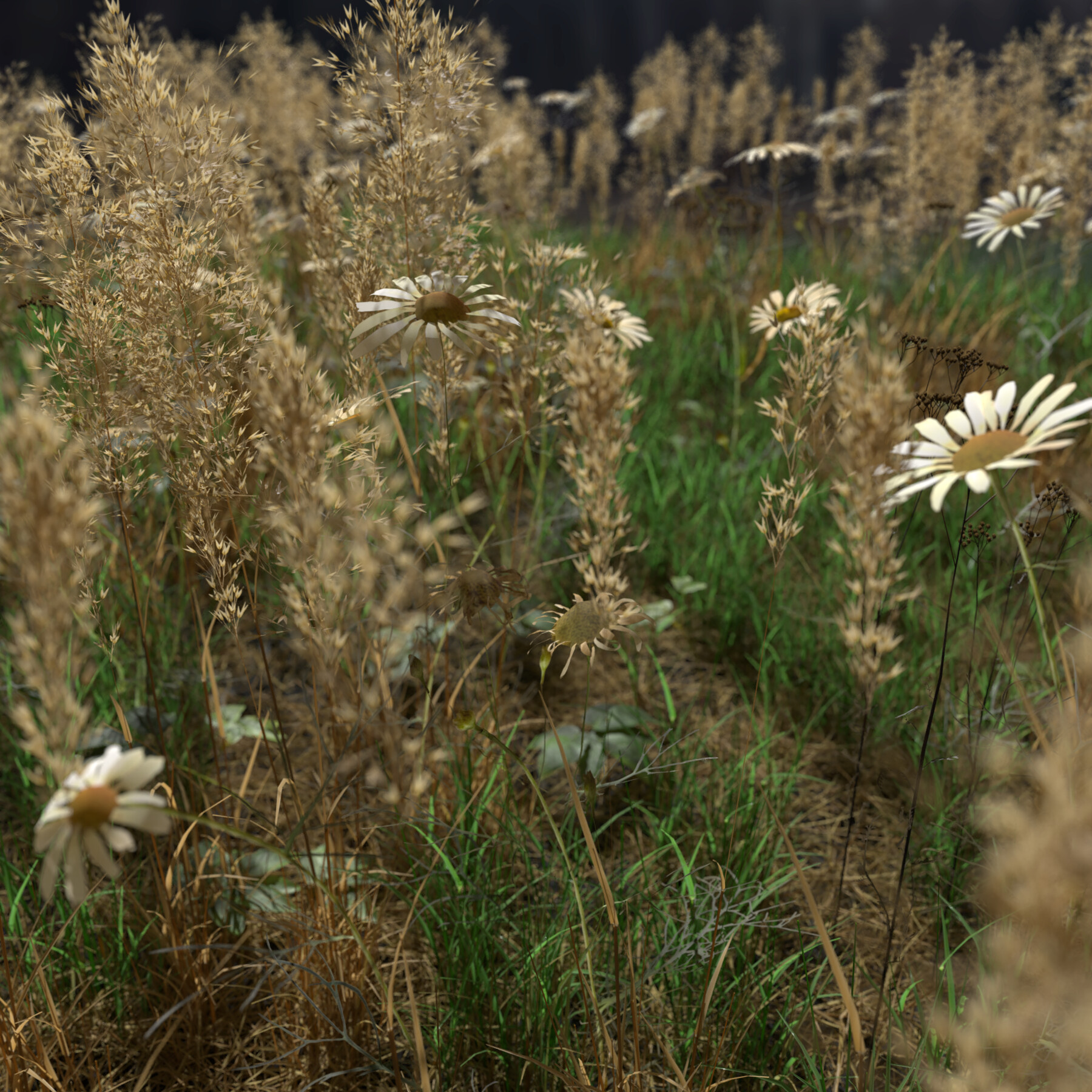 ArtStation - Field Chamomile Pack | Resources