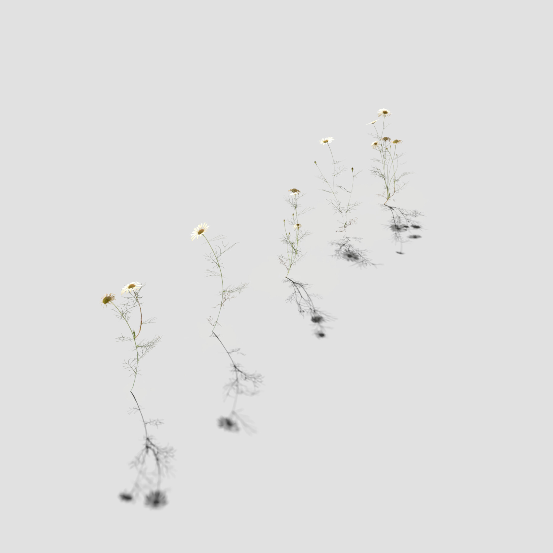 ArtStation - Field Chamomile Pack | Resources