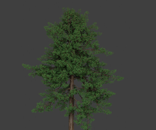 ArtStation - tree spruce 3d model 3D model | Resources